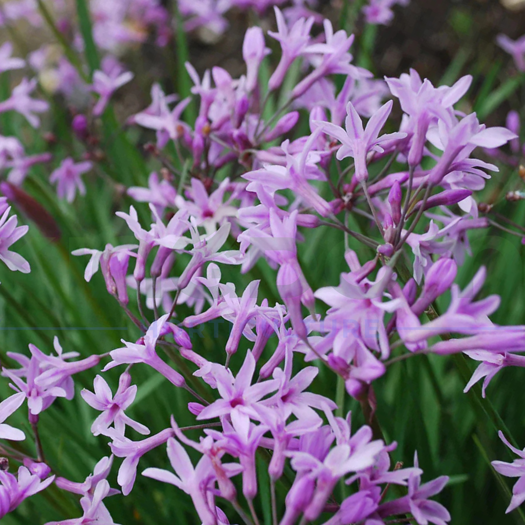 Tulbaghiaviolacea_Galaxy_-KingdomHorticulture.png?v=1752380359