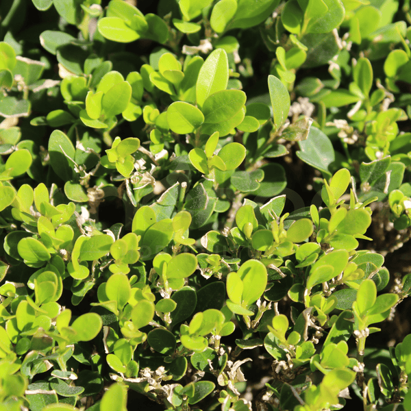 Buxus microphylla japonica "Japanese Box" | Multiple Sizes