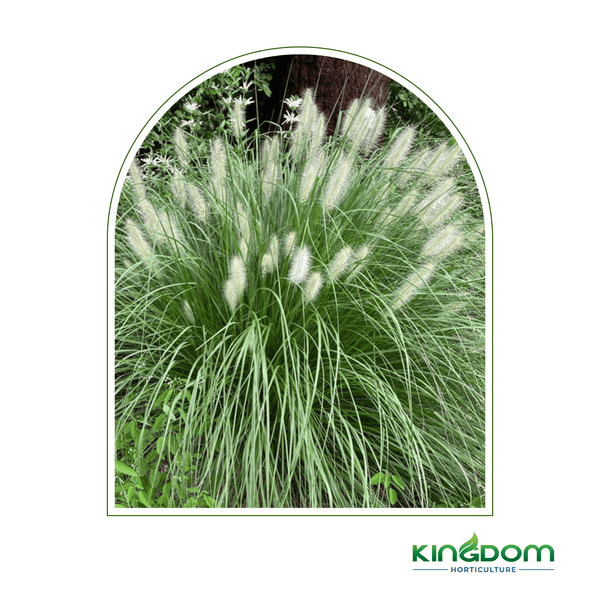 Pennisetum alopecuroides 'NAFRAY®' 140mm