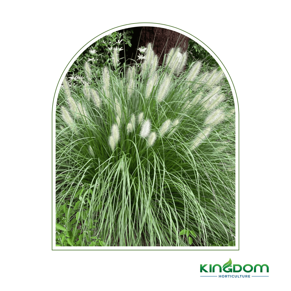 Pennisetum alopecuroides 'NAFRAY®' 140mm