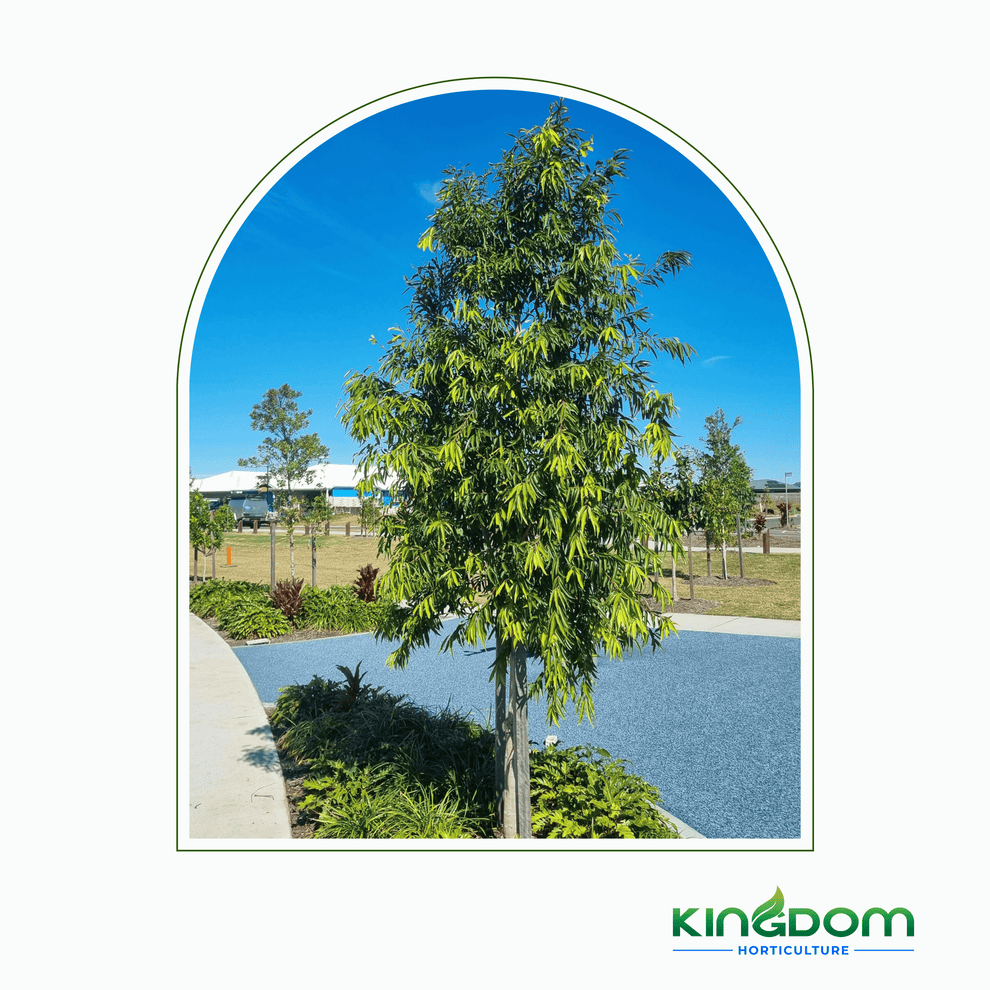 Waterhousia floribunda "Weeping Lilly Pilly" | Multiple Sizes