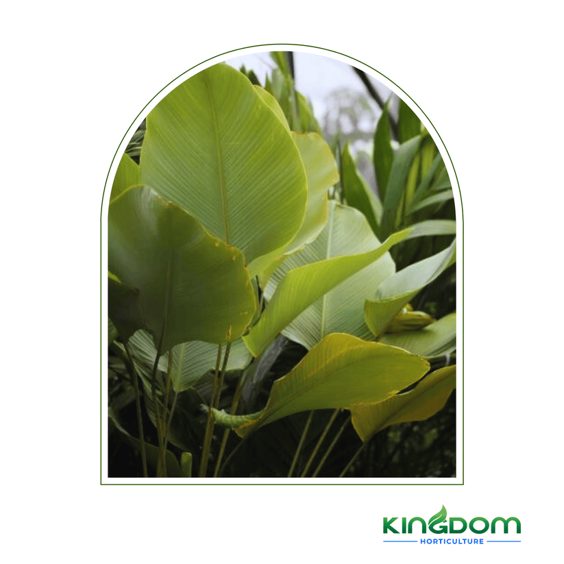 Calathea lutea 'Cigar Palm' | Multiple Sizes