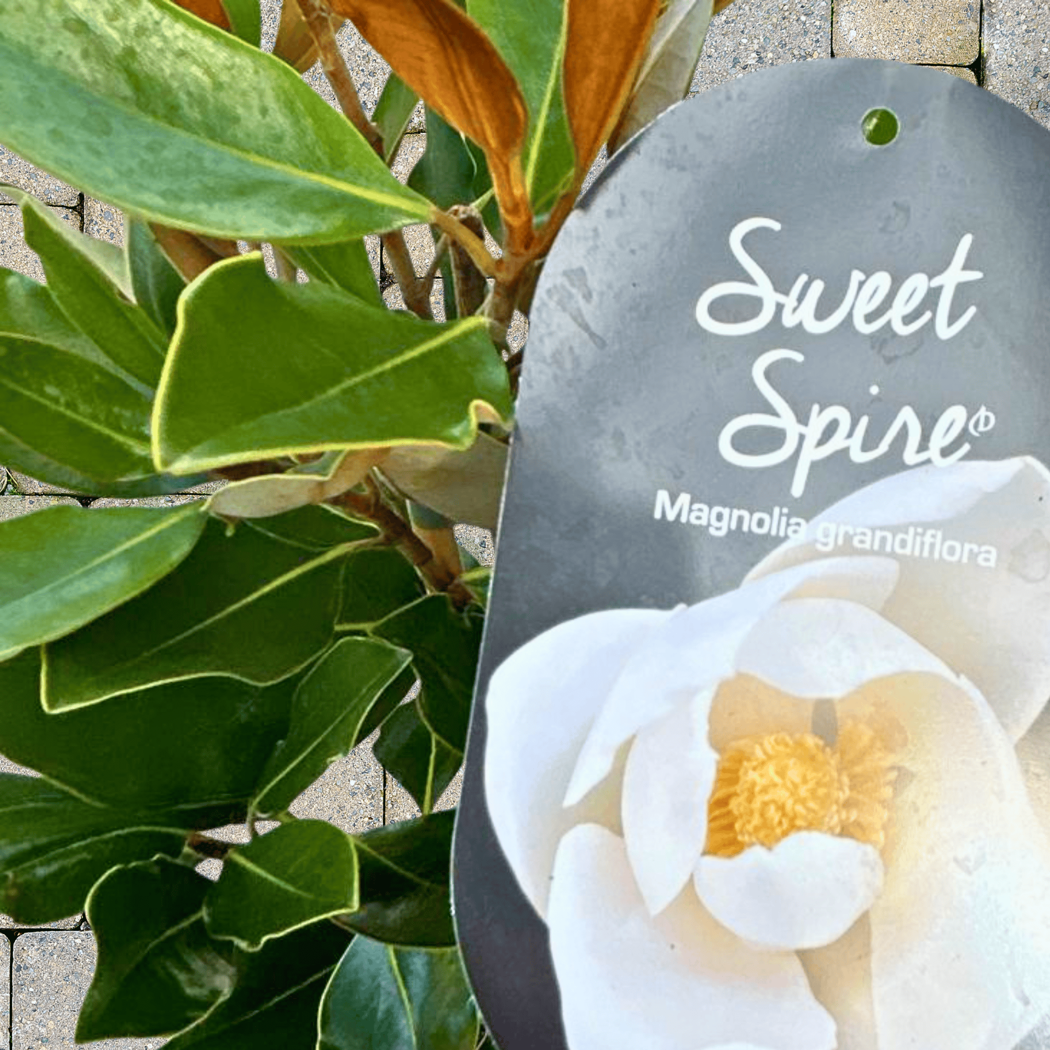 Magnolia grandiflora 'Sweet Spire' | Kingdom Horticulture