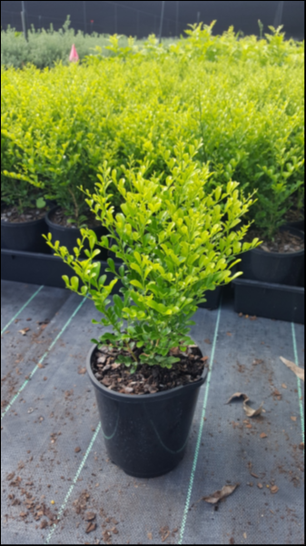 Murraya paniculata "Min a Min" | Multiple Sizes – Kingdom Horticulture