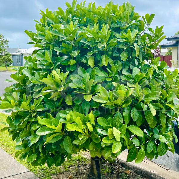Randia fitzalanii 'Native Gardenia' | Multiple Sizes