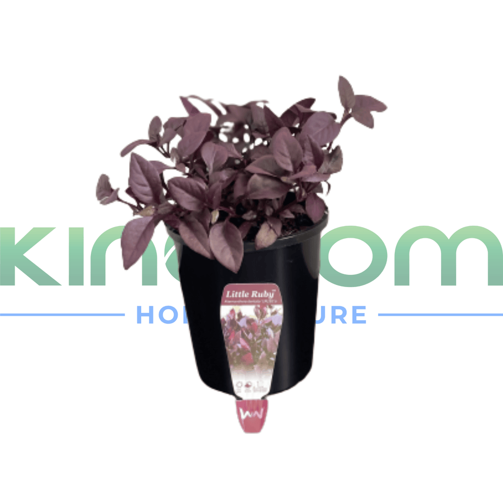 Alternanthera dentata 'LITTLE RUBY™' | Multiple Sizes